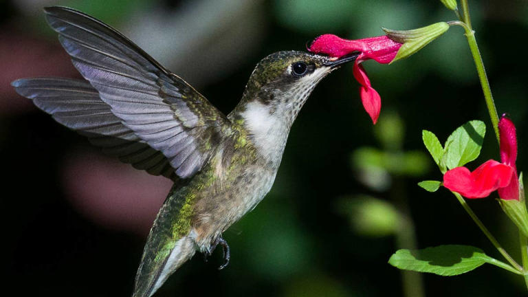 Why hummingbirds can’t resist this fast-growing flower