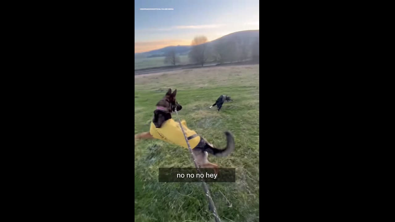 Watch how this dog training session went completely wrong