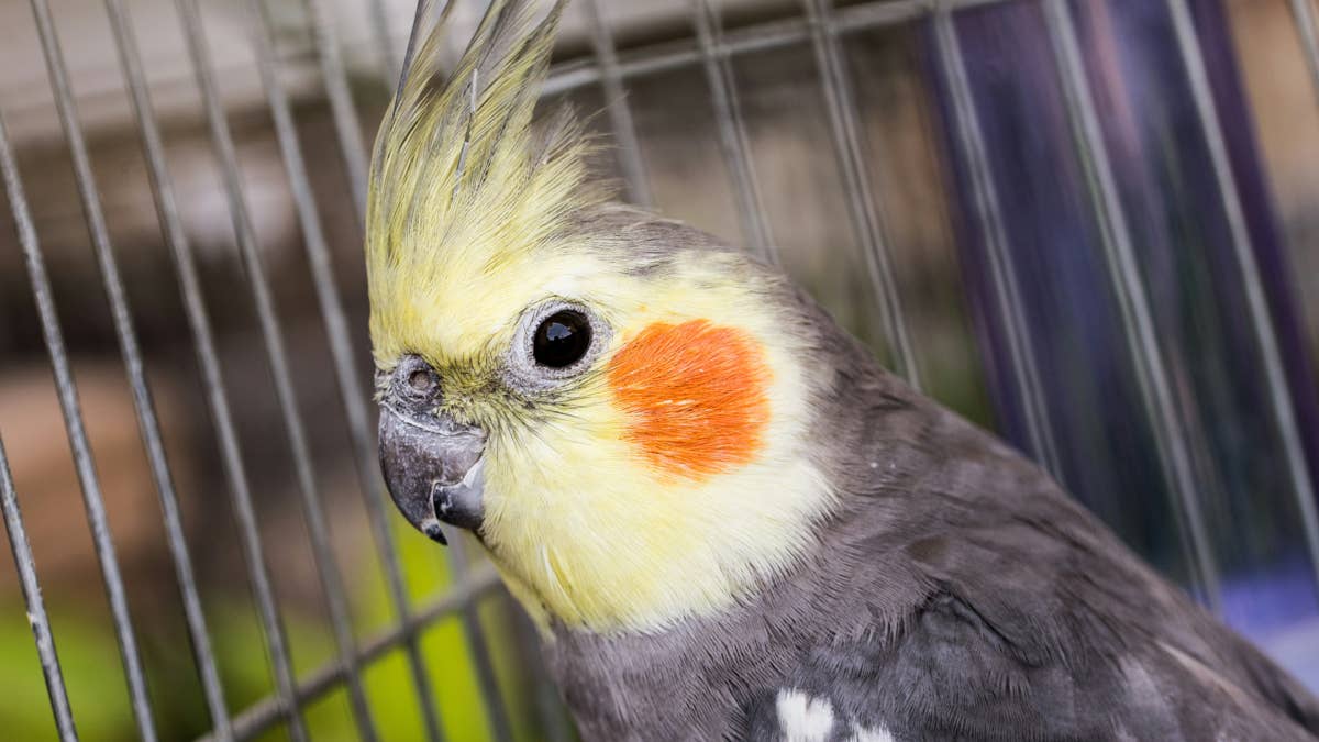 Cockatiel's unlikely friendship with a pair of guinea pigs is melting ...