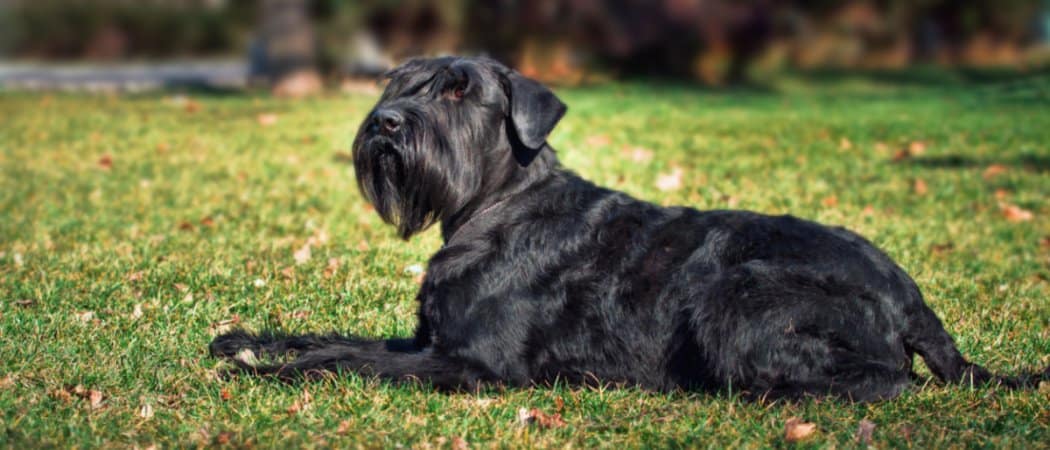 Hate dog hair? These 10 large breeds won’t shed all over your house