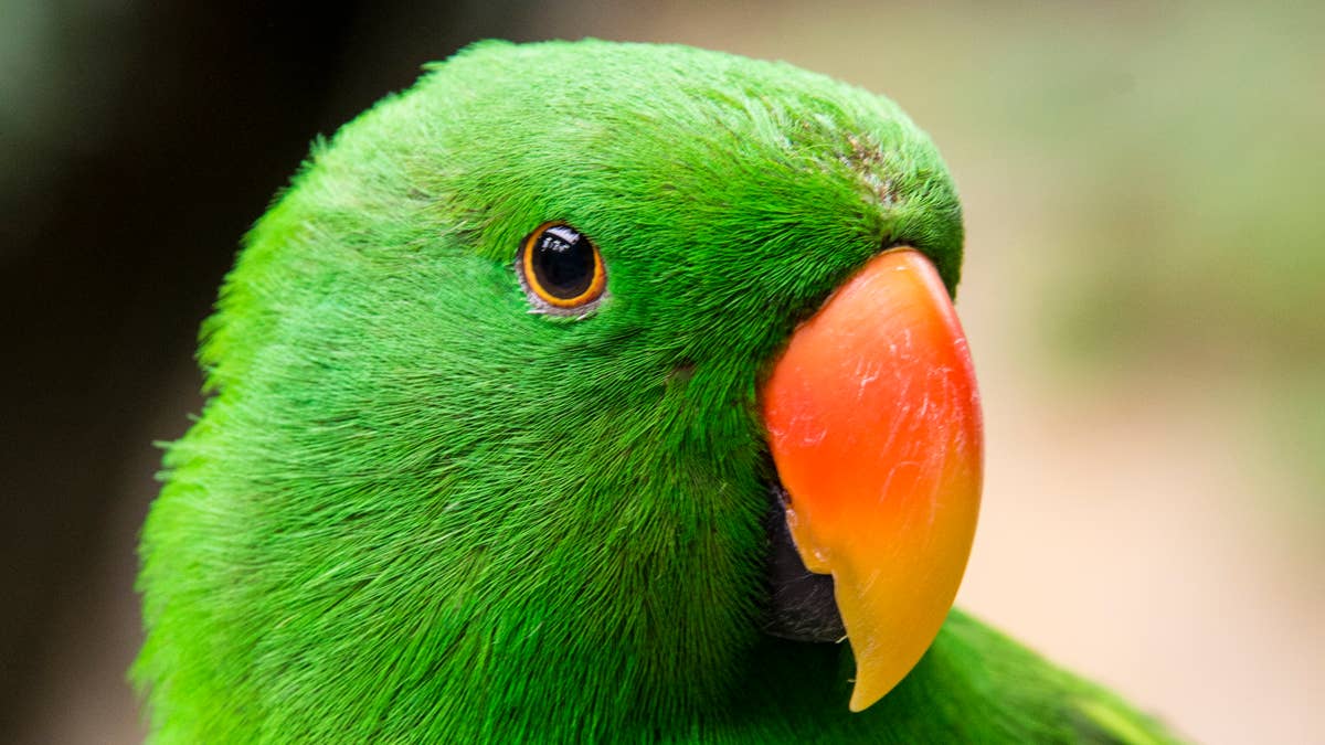 Floki the parrot is asleep. Floki is talking. Floki has dinosaur ...