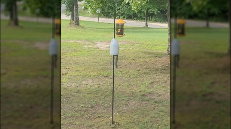 Use old milk jugs to DIY a better solution that keeps squirrels out of ...