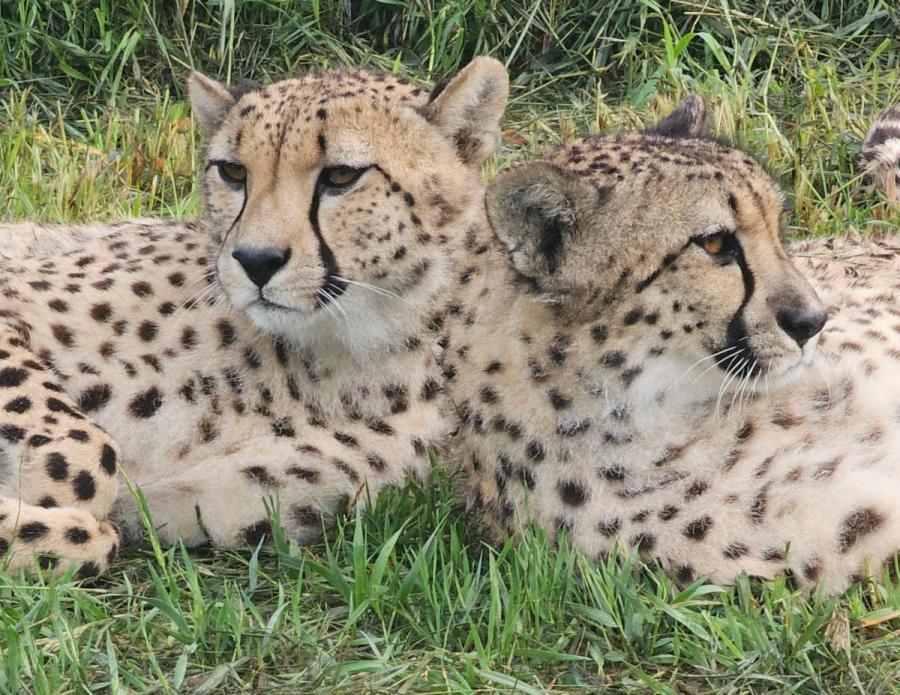Little Rock Zoo asks public to name four new cheetahs