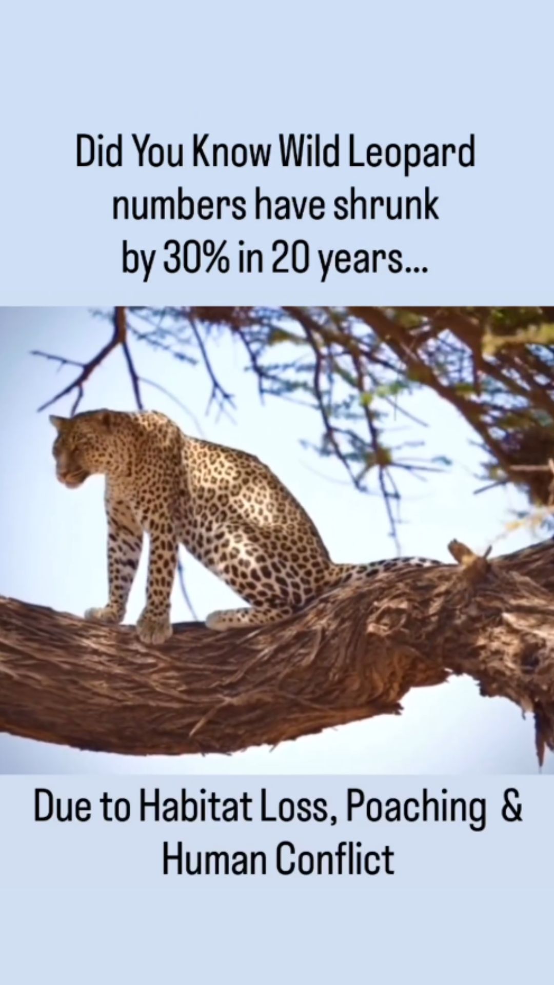 Leopard populations at risk: Why these big cats are disappearing