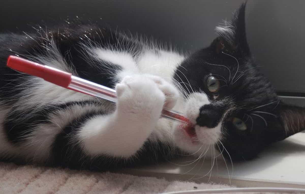 Purr-fect cat name puns for your feline friend