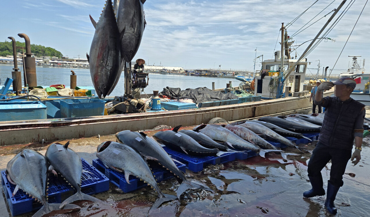 Giant tuna arrive in East Sea