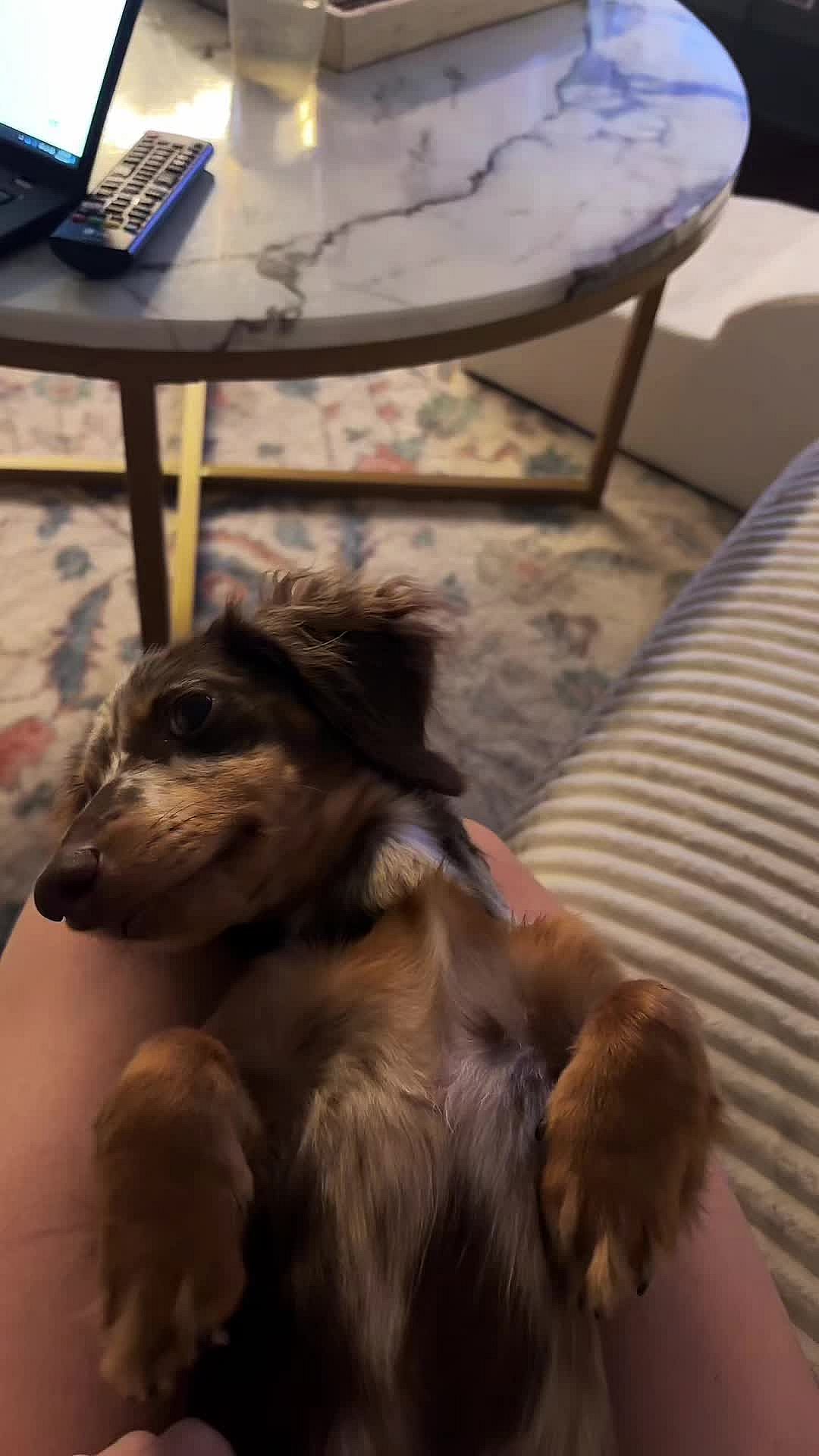 Meet my spoiled dog: Living the luxe life!