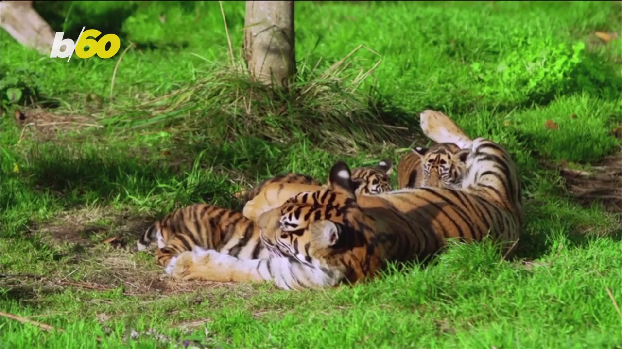 A beautiful tiger trio is introduced to the world!