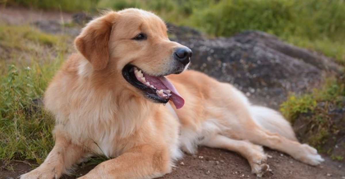 12 gentle dog breeds families adore – plus 4 surprisingly soft-hearted ...
