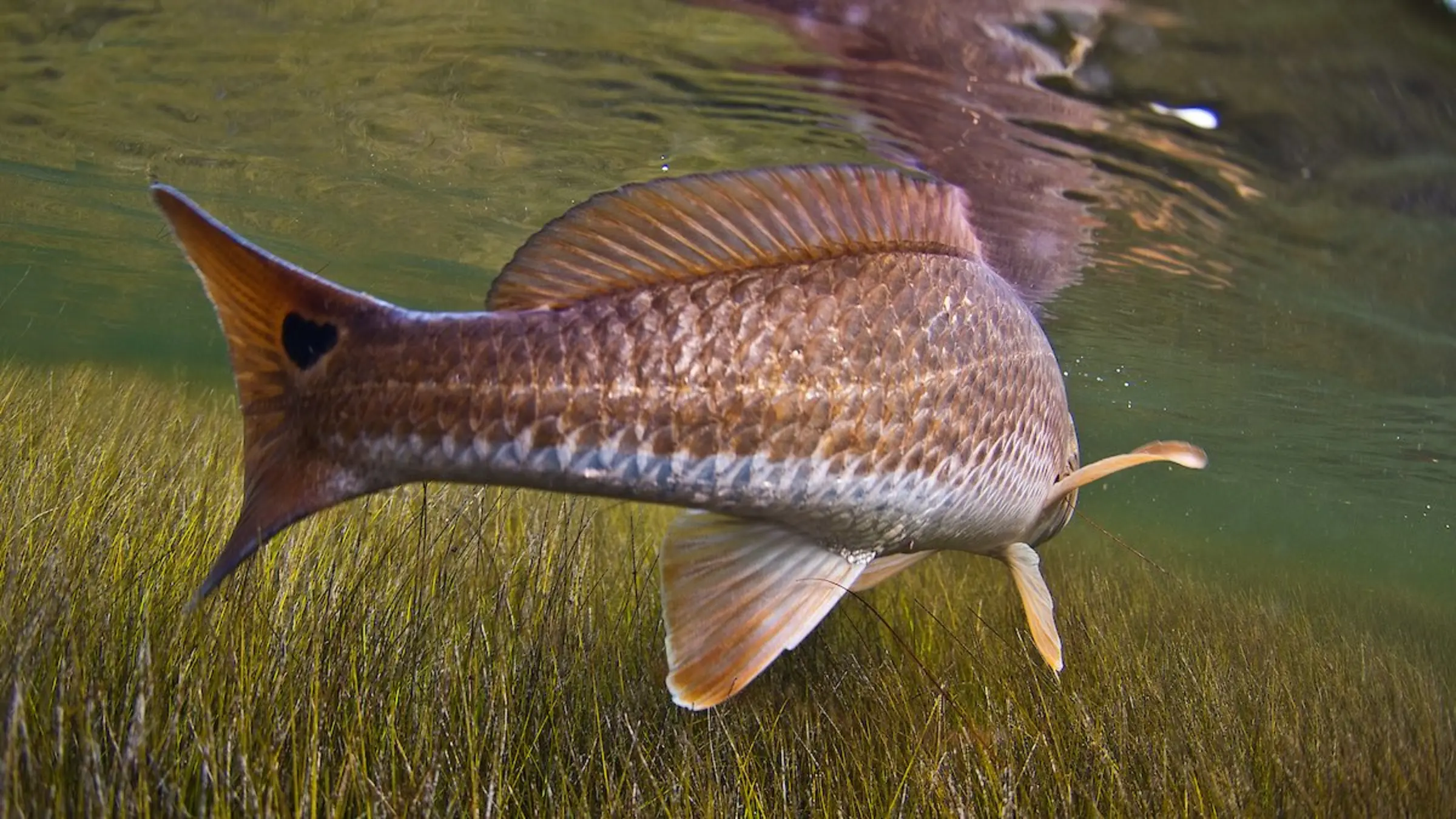 Animal migrations triggered by barometric pressure: How sharks, birds ...