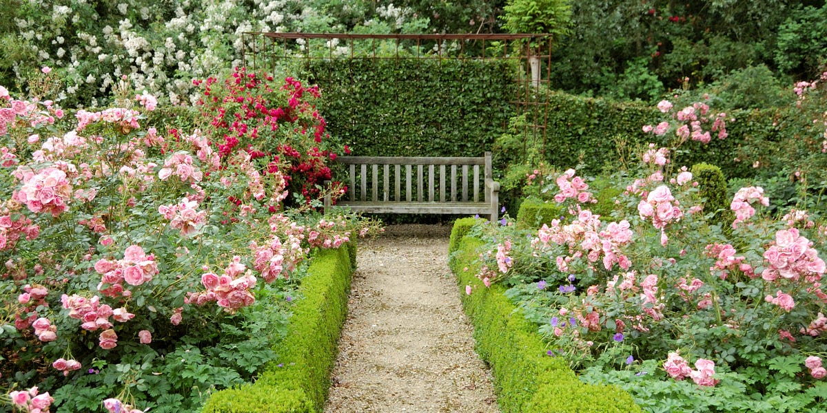 8 old-fashioned flowers grandma always grew in her garden—and you ...