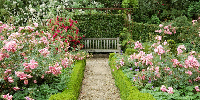8 old-fashioned flowers grandma always grew in her garden—and you ...