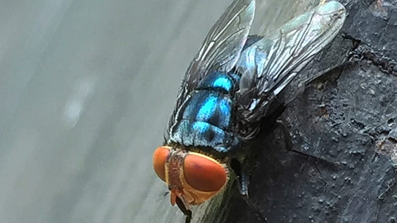Qué es el gusano barrenador, el parásito que devora carne y vuelve a ...