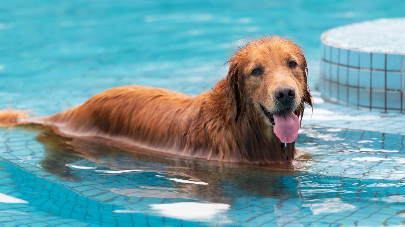 Bentley the golden retriever has hilarious tantrum after pool time ends