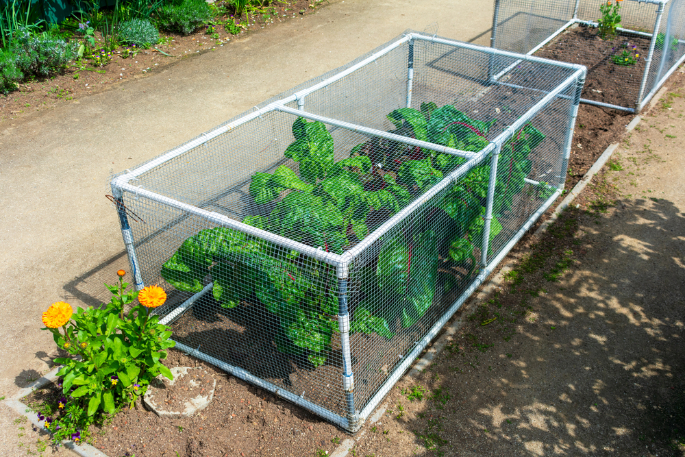 20 smart gardening tricks to naturally keep pests away