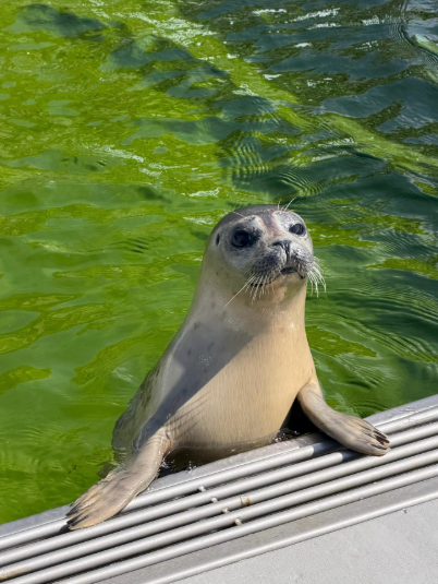 25 silly seals sealing the deal on supreme cuteness