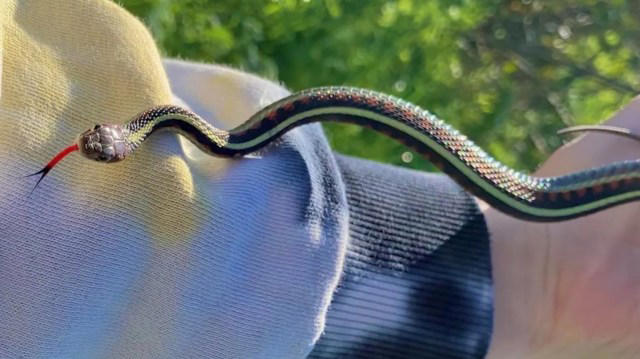 Hiker in 'complete shock' after spotting rare snake species on busy trail