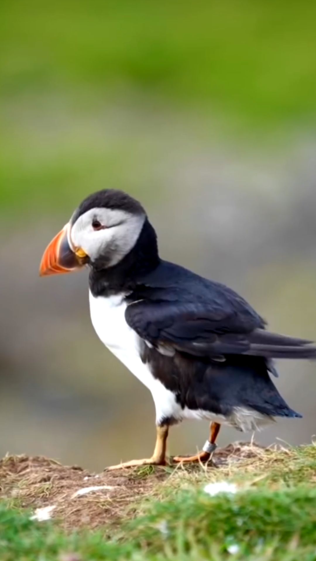 Puffins’ loyalty and grooming: Nature’s charming birds
