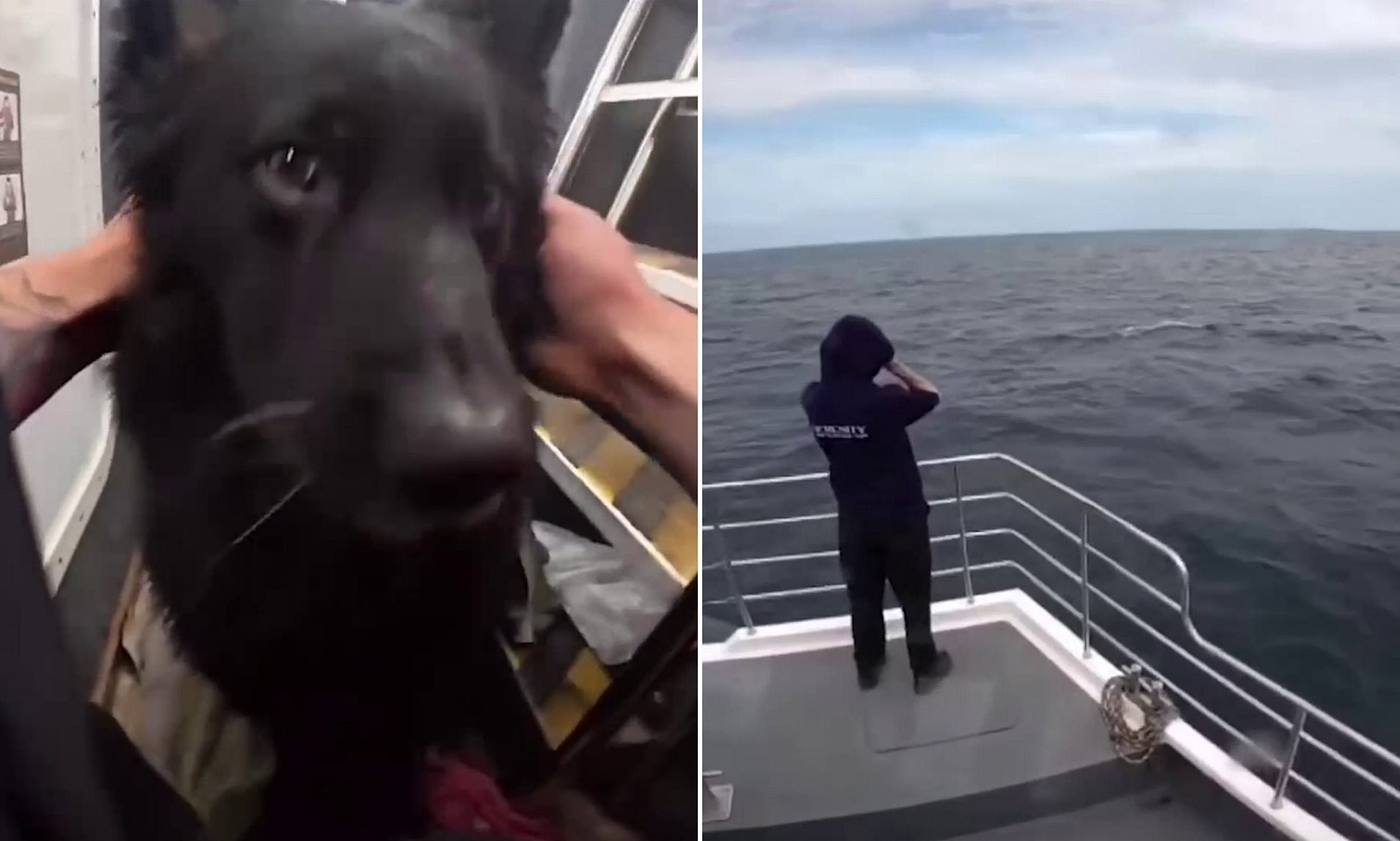 Moment Alsatian is spotted floating three miles out to sea in kayak ...