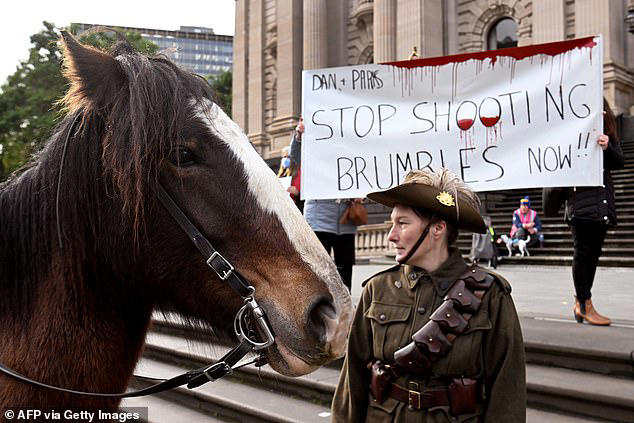 Australia will begin culling thousands of wild horses this week