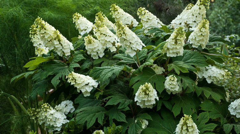 Don't prune any of these plants in the fall