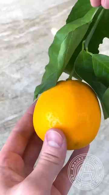 The Lemon Taco! When life gives you lemons...