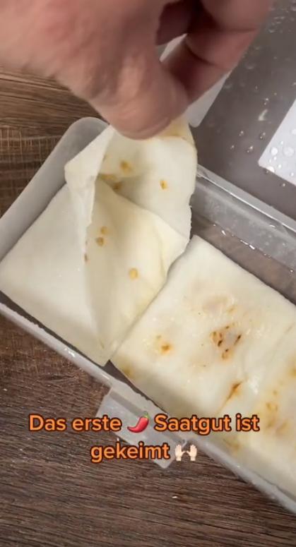 Chili aussaat leicht gemacht