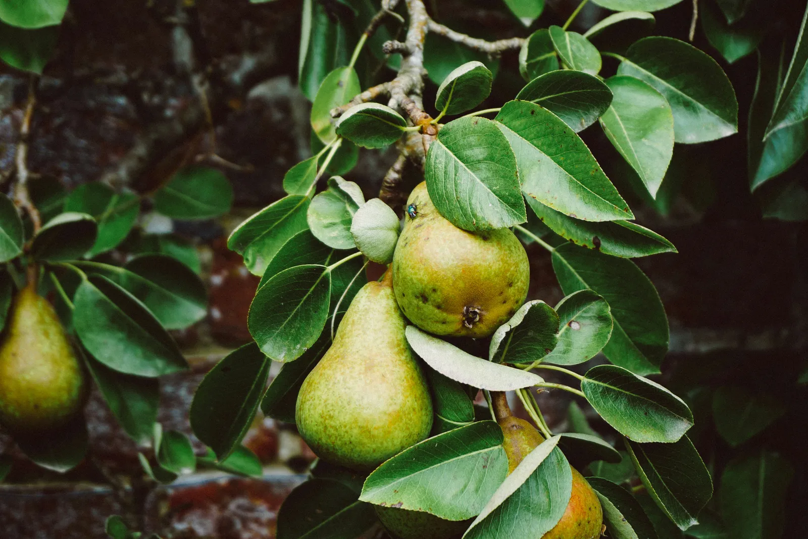 The case for fruiting pear trees in home gardens