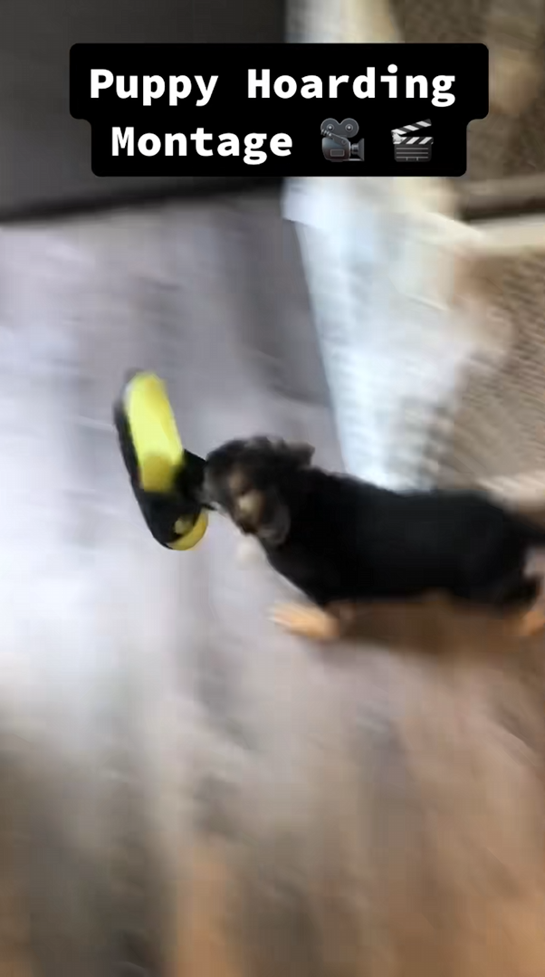 It’s her official puppy highlight tape, puppy hoarding montage chaos ...