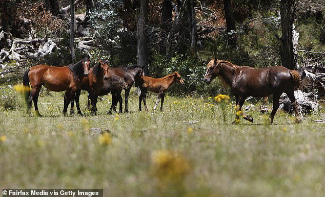 Australia will begin culling thousands of wild horses this week