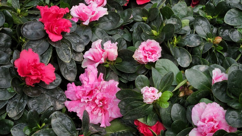 Don't prune any of these plants in the fall