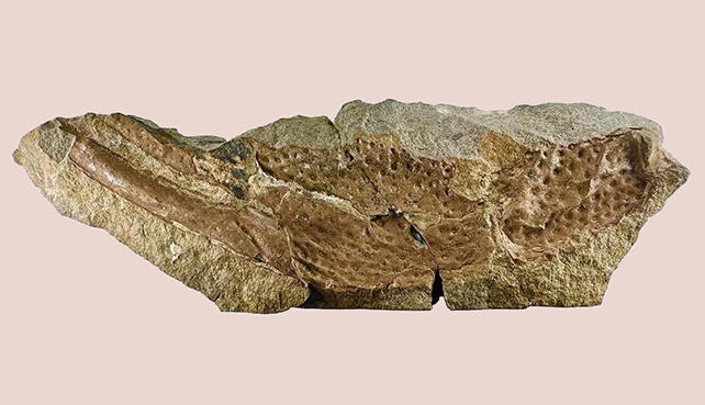 Scientists identify the world's biggest known scorpion, the size of a dog