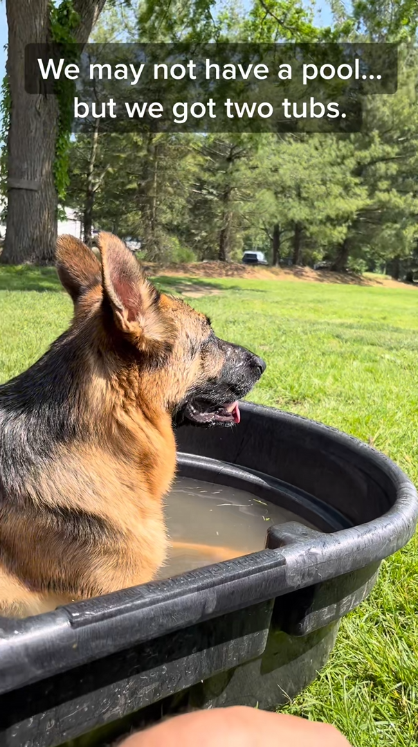 We may not have a pool but we got two tubs, simple dog life summer vibes