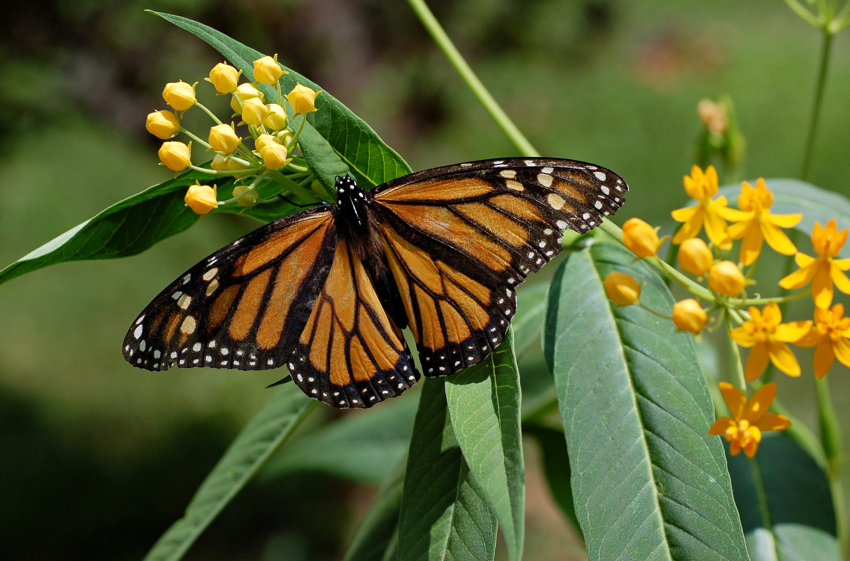 Monarch butterflies and how tracking their migration can tell you when ...
