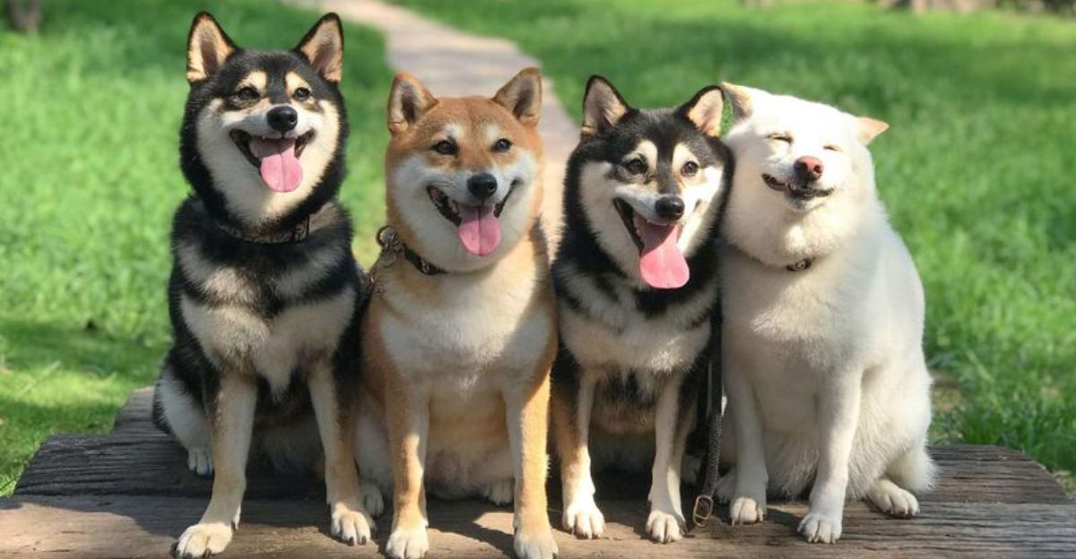 12 cheerful dog breeds that spread happiness – plus 3 that prefer a ...