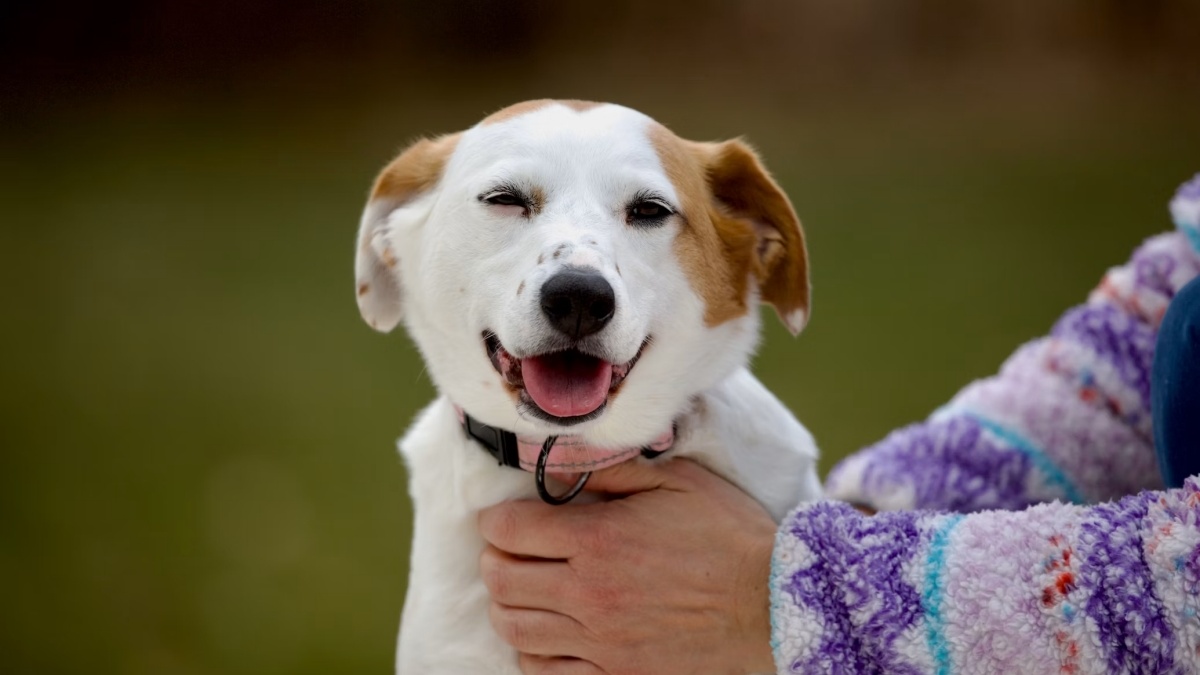 Does your dog have arthritis? These are the most common signs