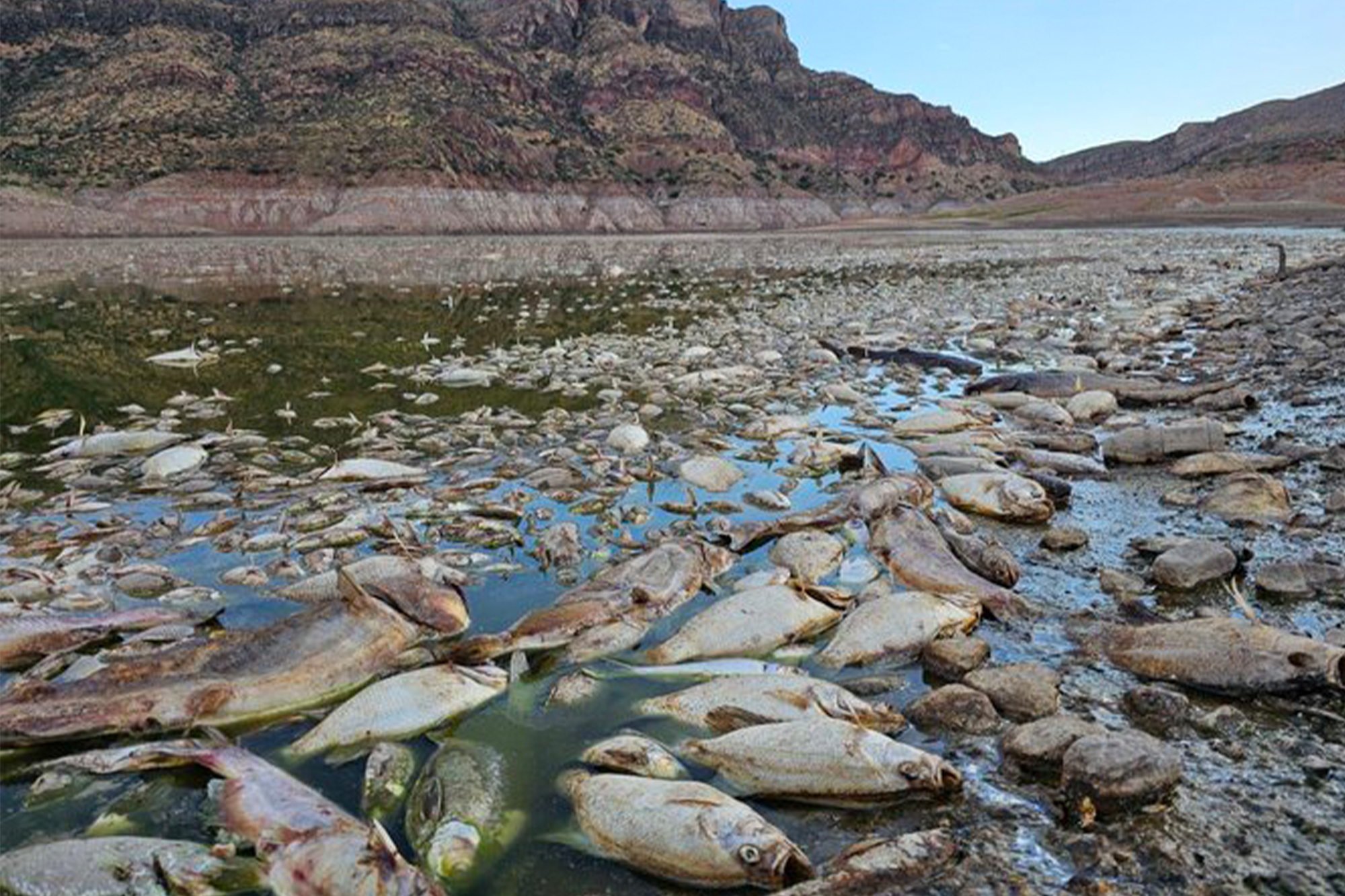 Popular lake closed after thousands of fish die — shocking video ...