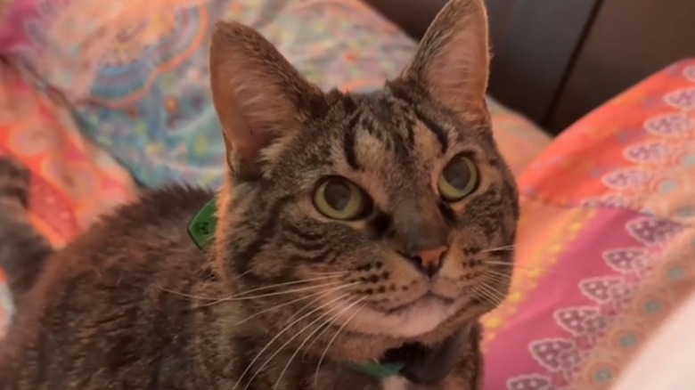 Cat Demands Attention From Mom & Proves Feline Affection Is Just As ...