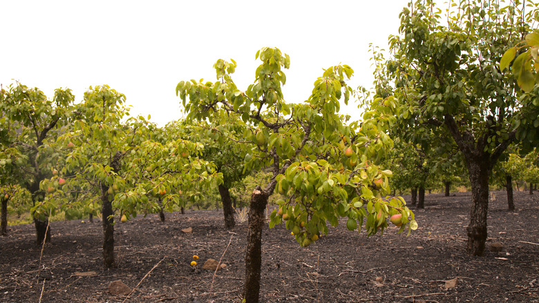 Dwarf fruit trees that are perfect for a smaller yard