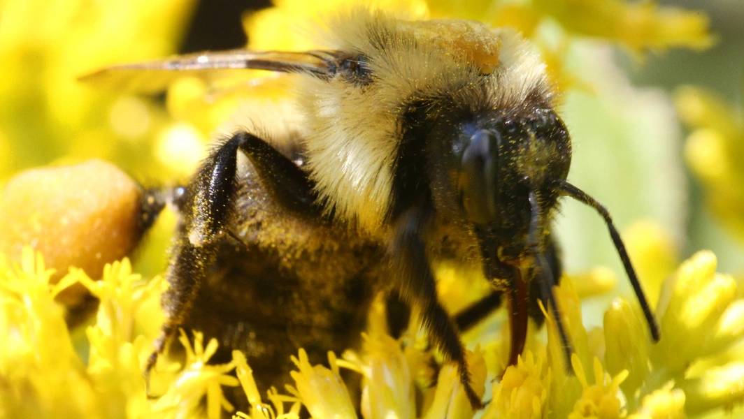 Bumblebees show spontaneous tool use rivaling primates