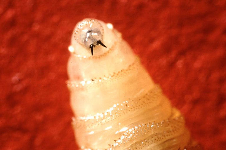 Flesh-eating bugs that burrow into victims' skin spread into second US ...