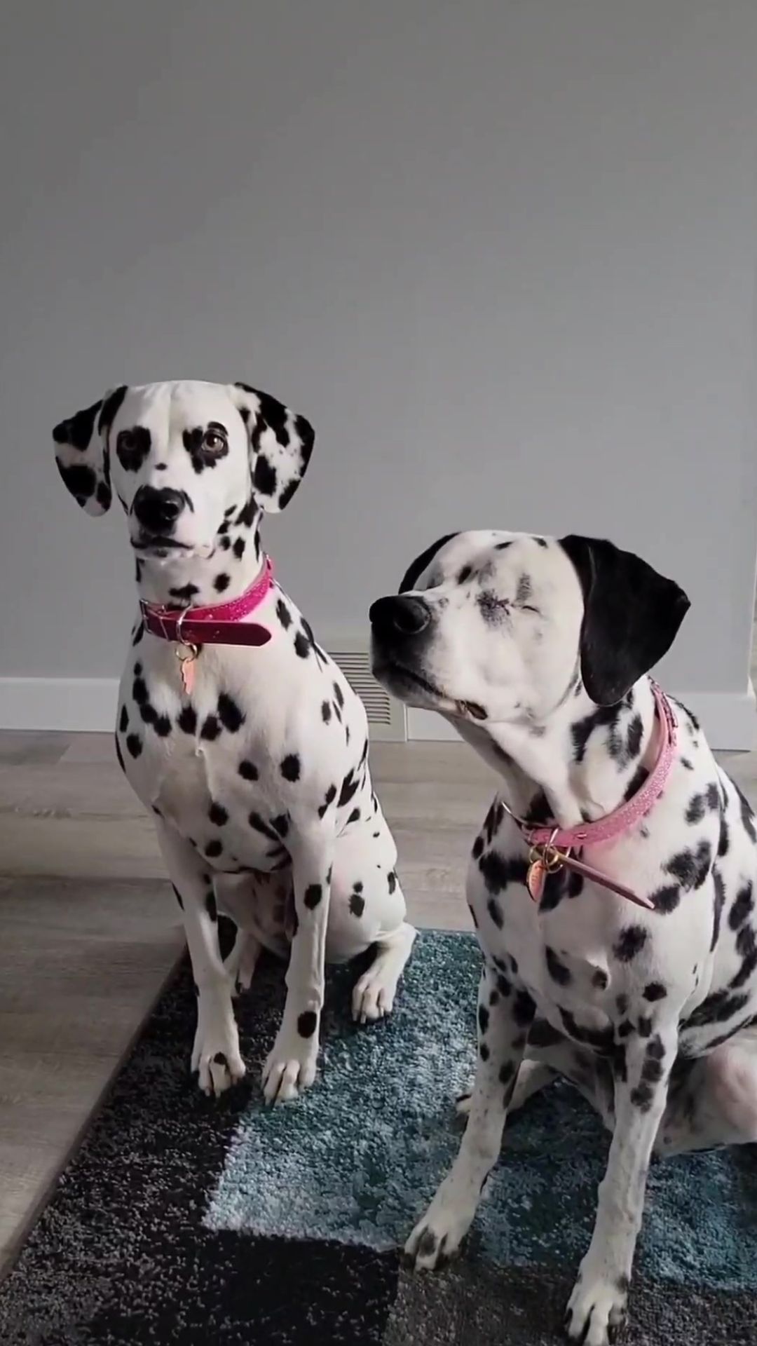 Adorable dog modeling: Morla and Keeley in action