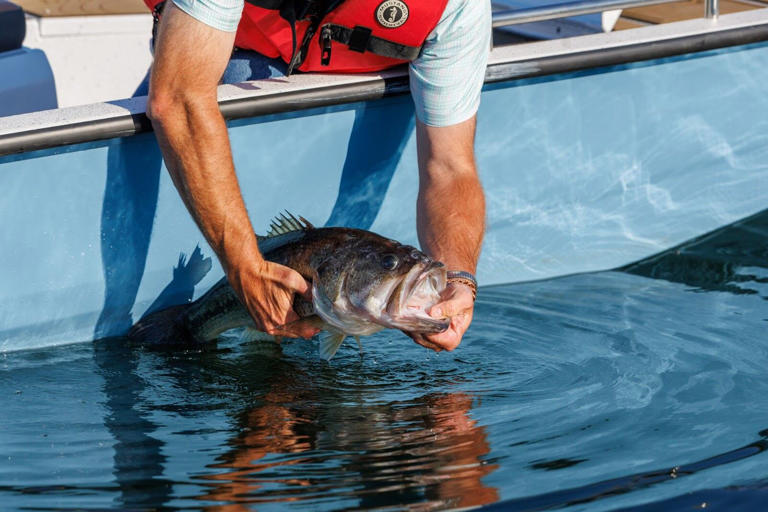 AGFC celebrates homecoming for legacy lunker largemouth bass