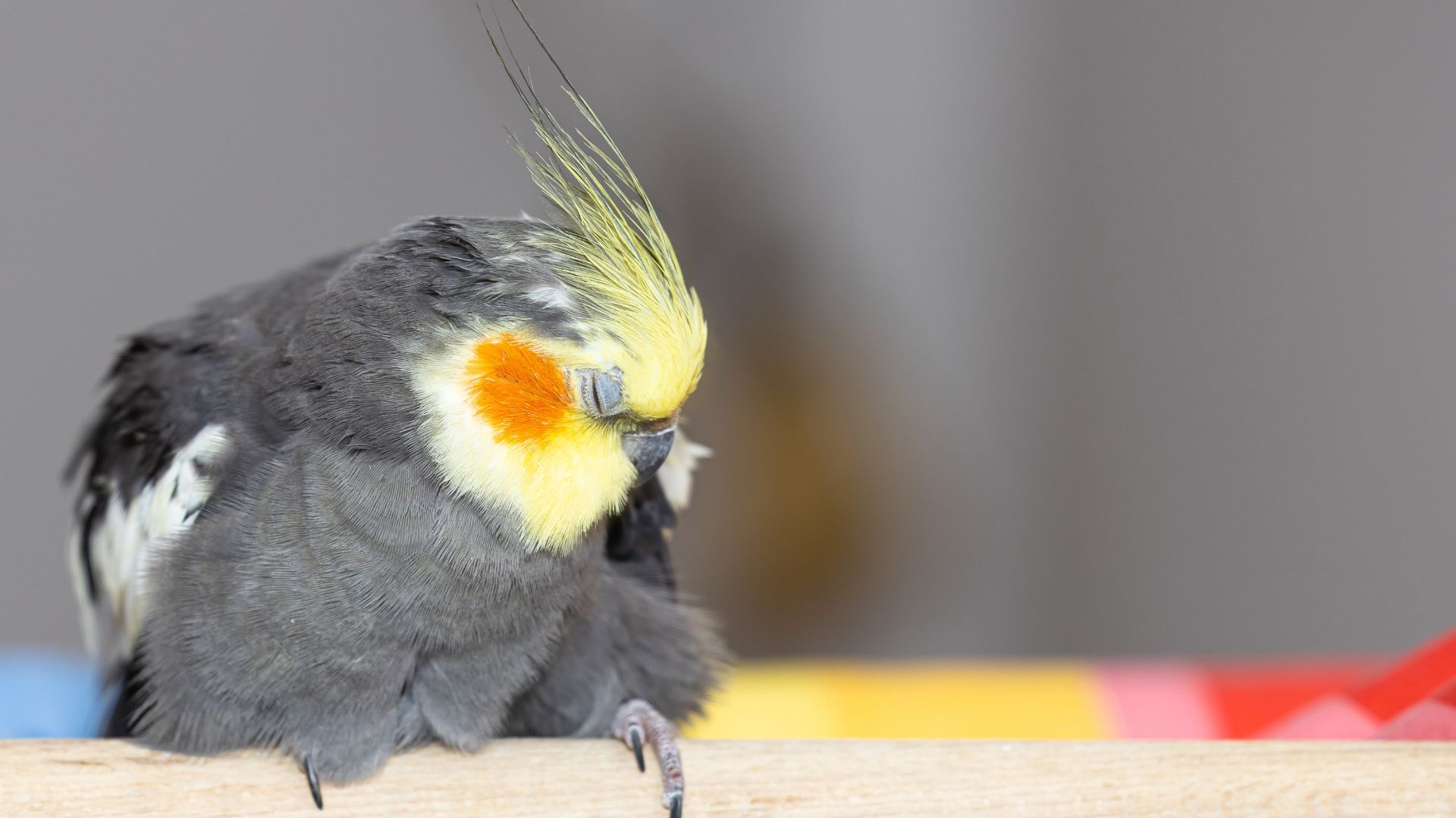 Top tips for taking care of pet birds