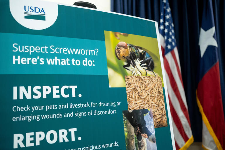 New World screwworm Texas cases climb: Map, pet risk