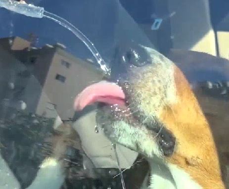 A dog's summer rescue: How one pup found its way to safety