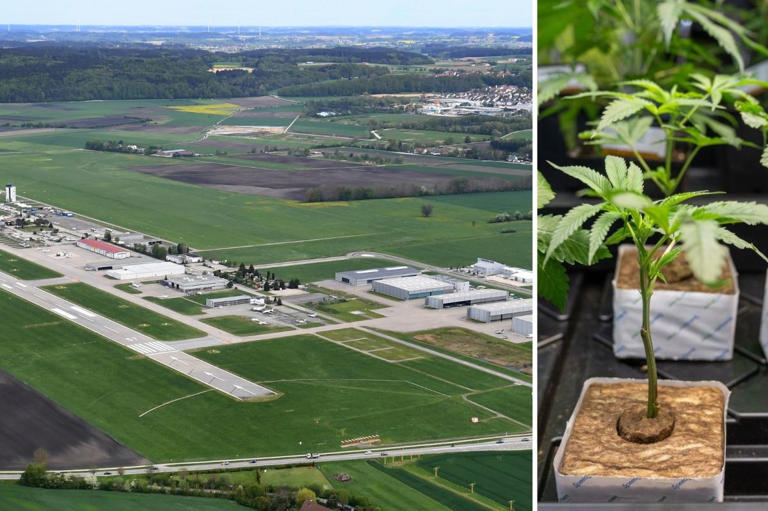 Marihuana-Plantage beim Augsburger Flughafen? Fall eines Cannabis-Clubs ...