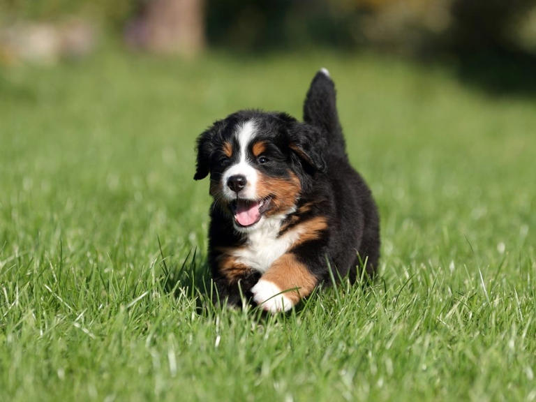 Oxford announces low-cost rabies clinic for pets