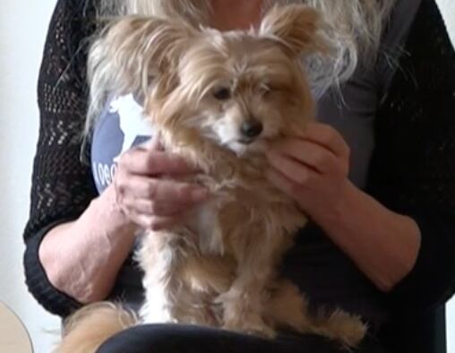 Leigh’s lost and found digital extra: German shepherd saves another ...
