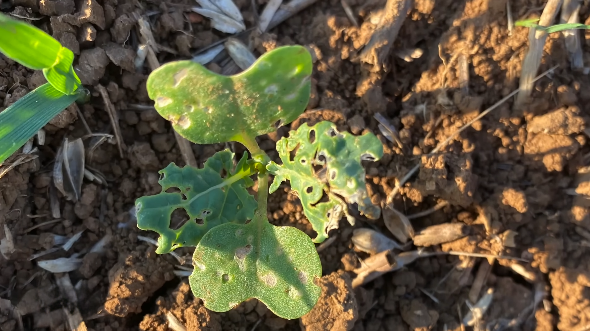 How are pests threatening this season’s crop harvest?